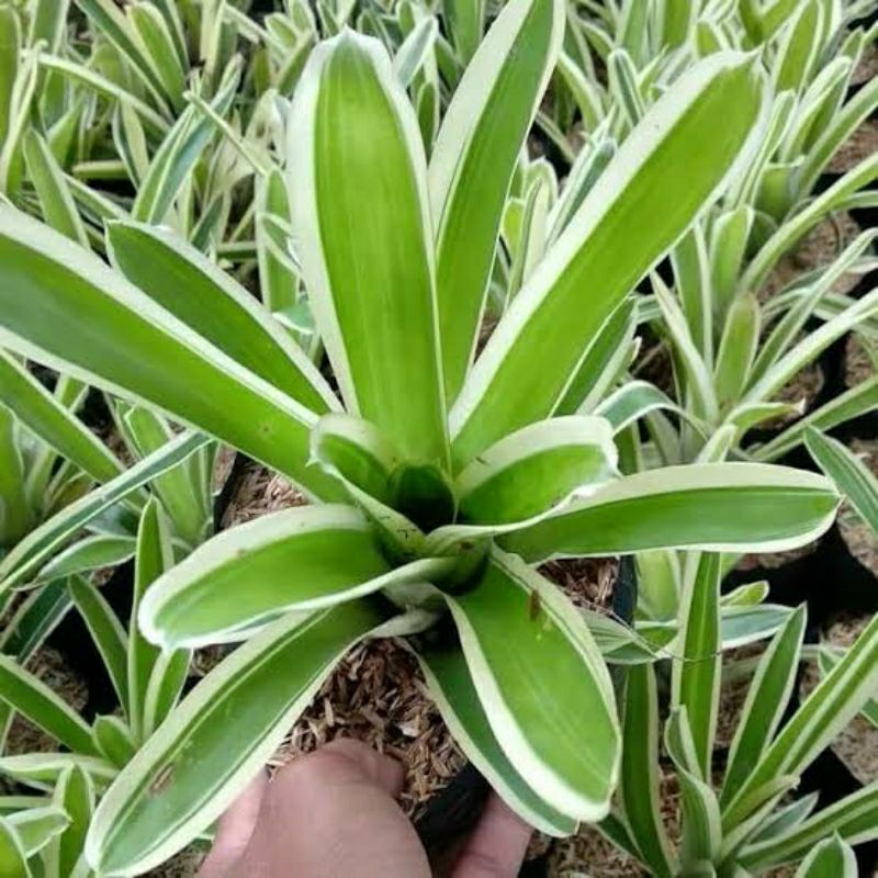 Jual Bunga Bromelia Putih - Tanaman Hias Bromelia | Shopee Indonesia