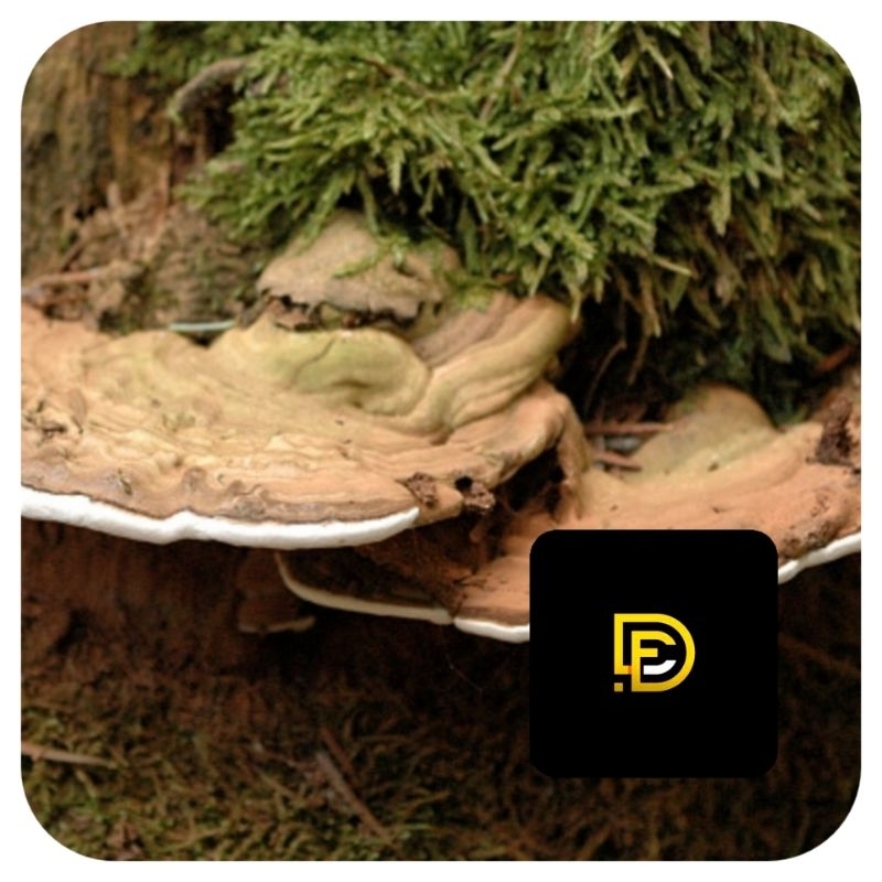 Jual Jamur ganoderma jamur kayu 250 gram-az | Shopee Indonesia
