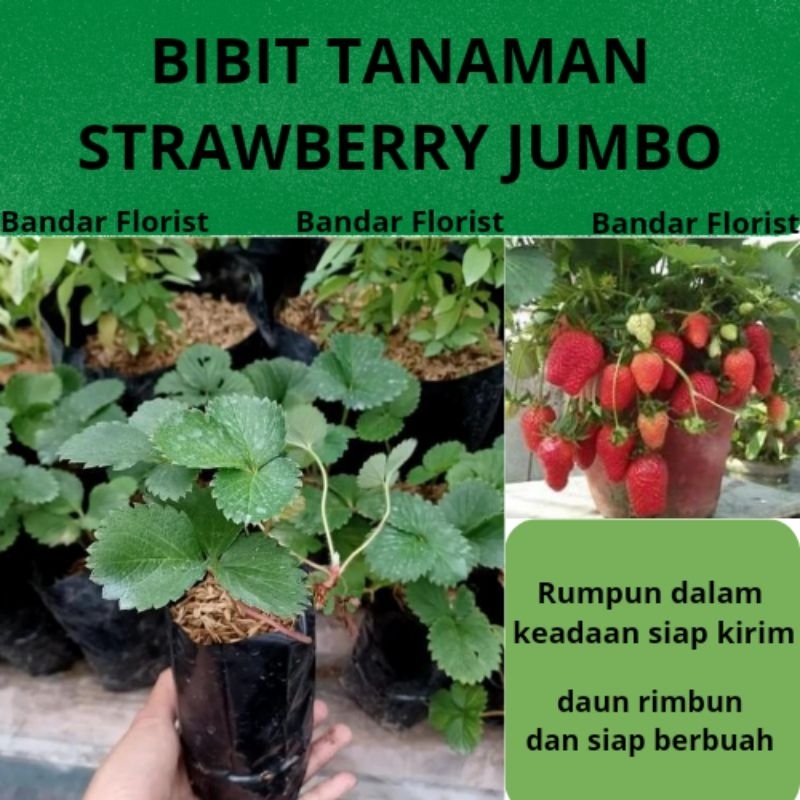 Jual Tanaman Bibit Strawberry jumbo siap berbuah (BandarFlorist ...