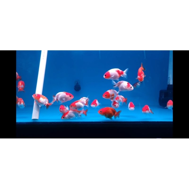 Jual Promo Ikan Koki Rancu beli 3 Hanya 50 ribu | Shopee Indonesia