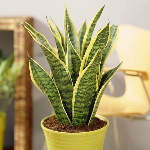 Jual Sansevieria Superball - Tanaman Hias Sansivera Futura Superba ...