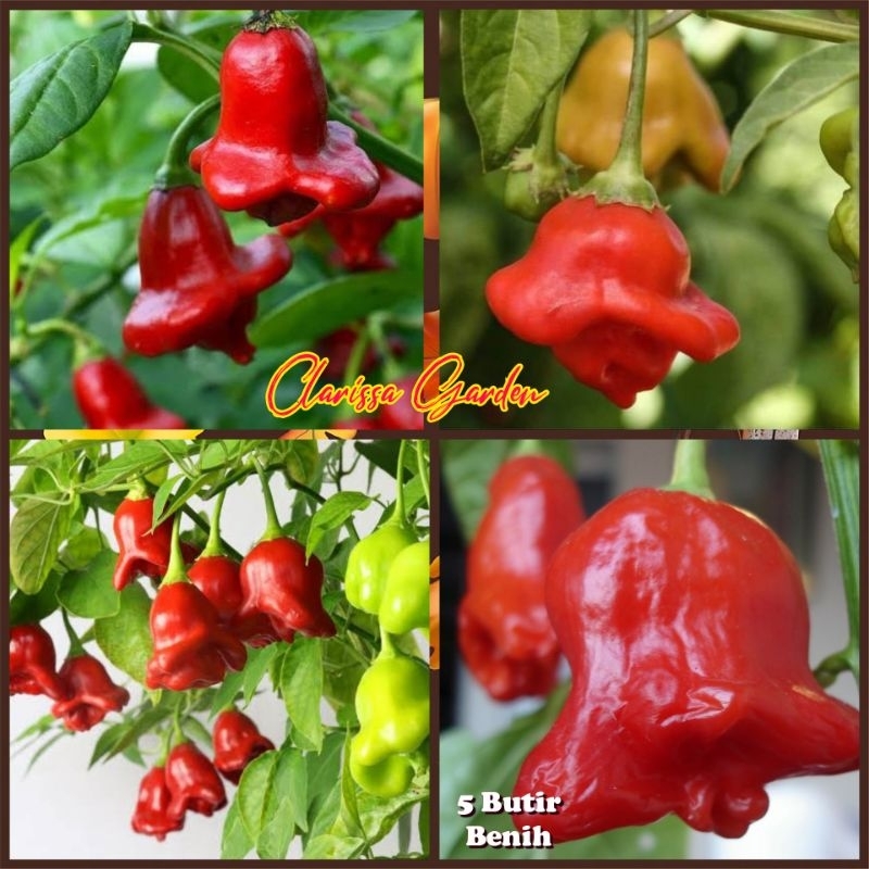 Jual 5 BUTIR BIJI/BENIH UNIK BISHOP CROWN/CABE LONCENG (BISA KOMSUMSI ...