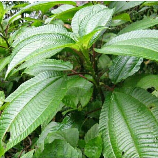Jual Tanaman Pohpohan daun lalap | Shopee Indonesia