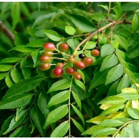 Jual Tanaman Daun Kari / Daun Salam Koja / Daun Kare / Curry Tree ...