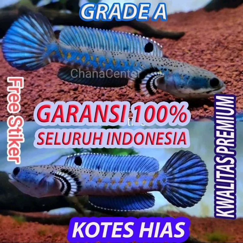 Jual BLUE PULCRA 10-15cm FLARING | Shopee Indonesia