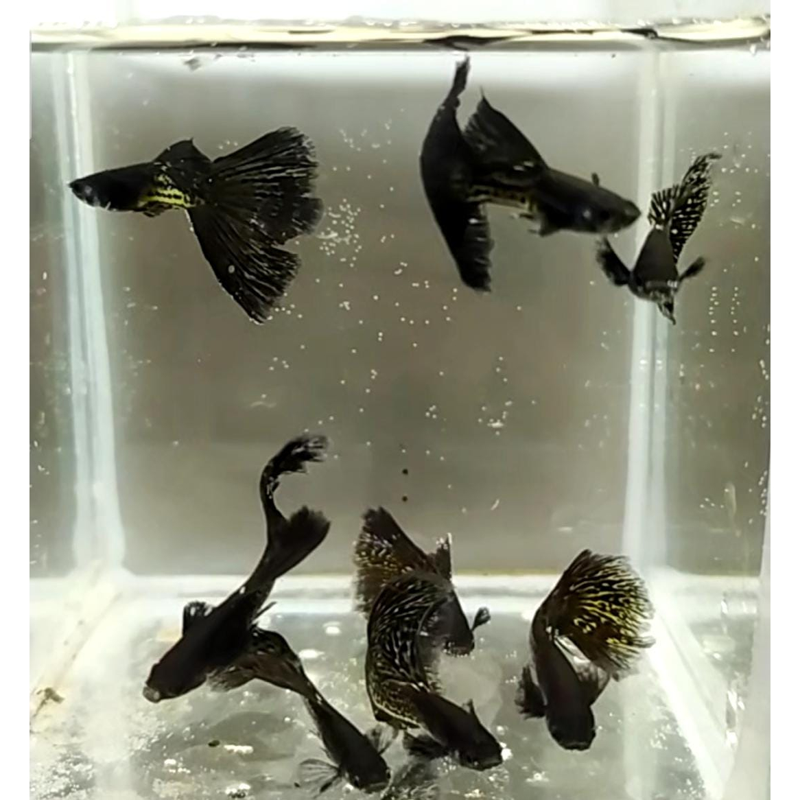 Jual IKAN GUPPY Metal Skin Snake Black Tail (MSSBT) | Shopee Indonesia