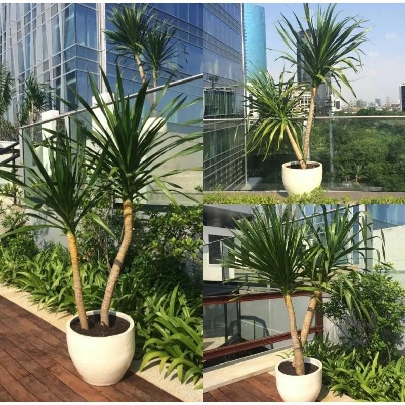 Jual pandan bali + pot, tinggi pohon 100 cm daun ( tanpa media tanam ...