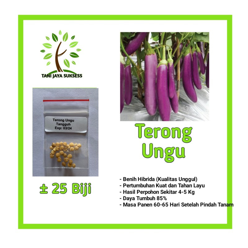 Jual 25 Benih Terong Ungu Benih Terong Ungu Unggul Berkualitas Bibit ...