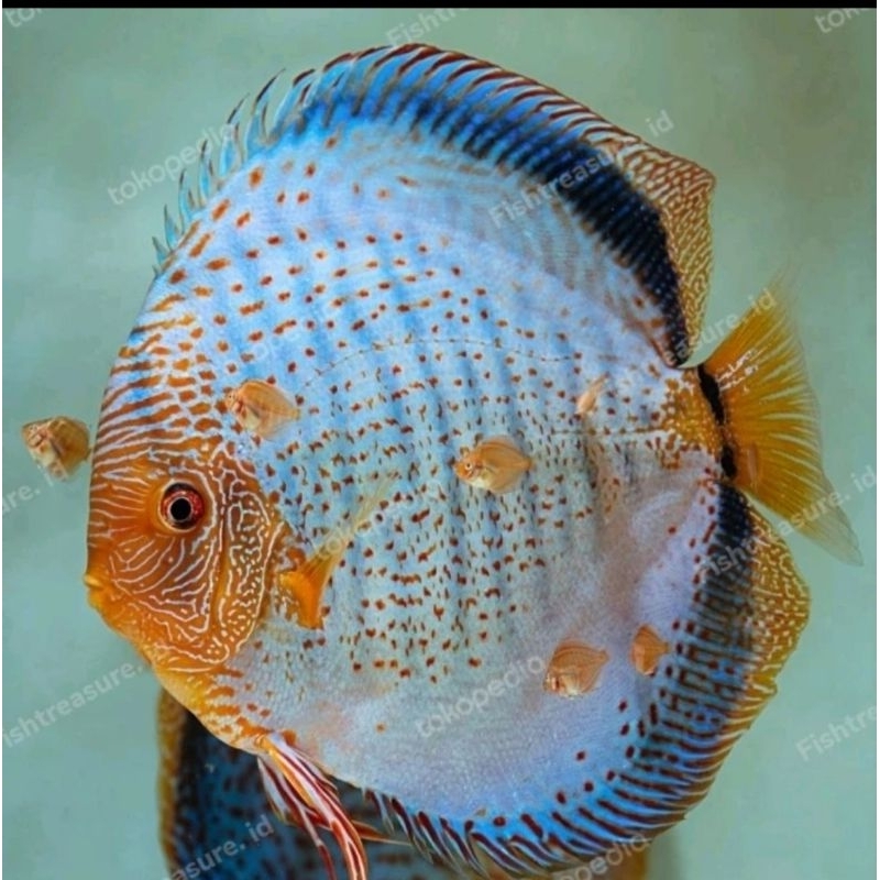 Jual packing styrofoam ( discus blue snakeskin) | Shopee Indonesia