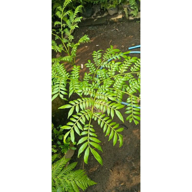 Jual pakis gajah pakis muning | Shopee Indonesia