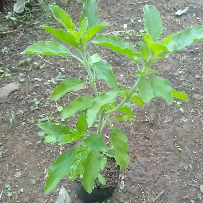 Jual Bibit Tanaman Ruku Ruku pohon Daun Ruku Ruku | Shopee Indonesia