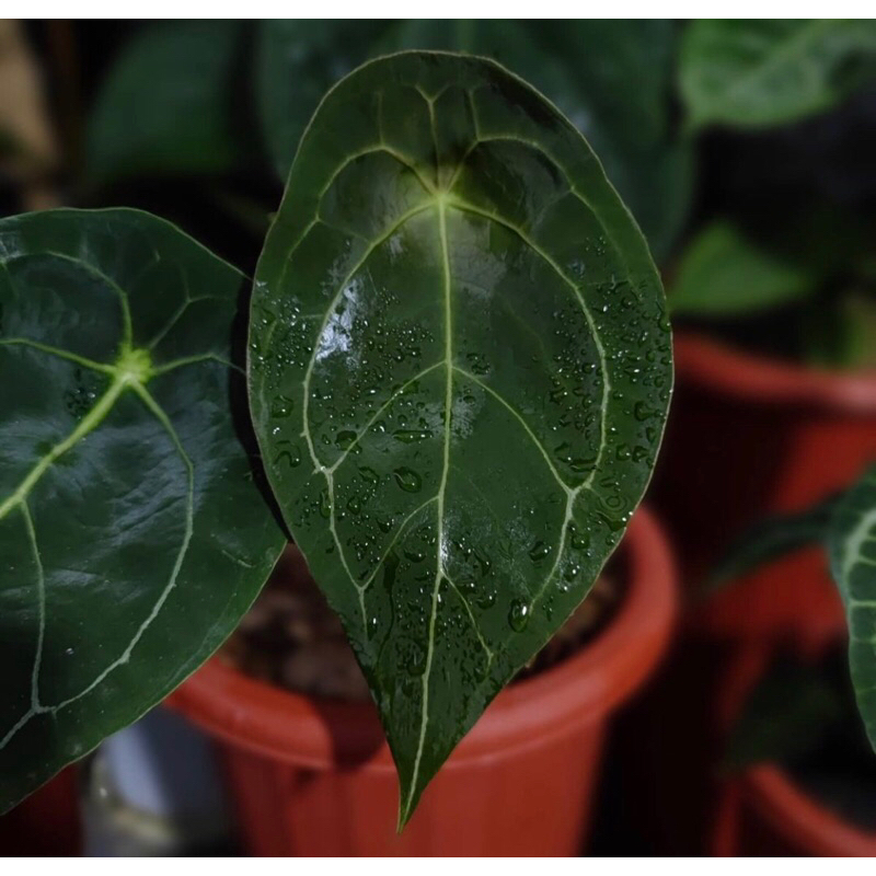 Jual Anthurium forgeti - Kuping Gajah Forgeti | Shopee Indonesia