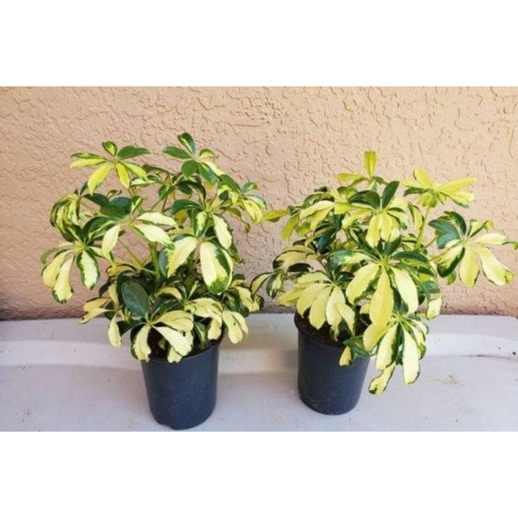 Jual Tanaman walisongo kuning (Heptapleurum actinophyllum) daun besar ...