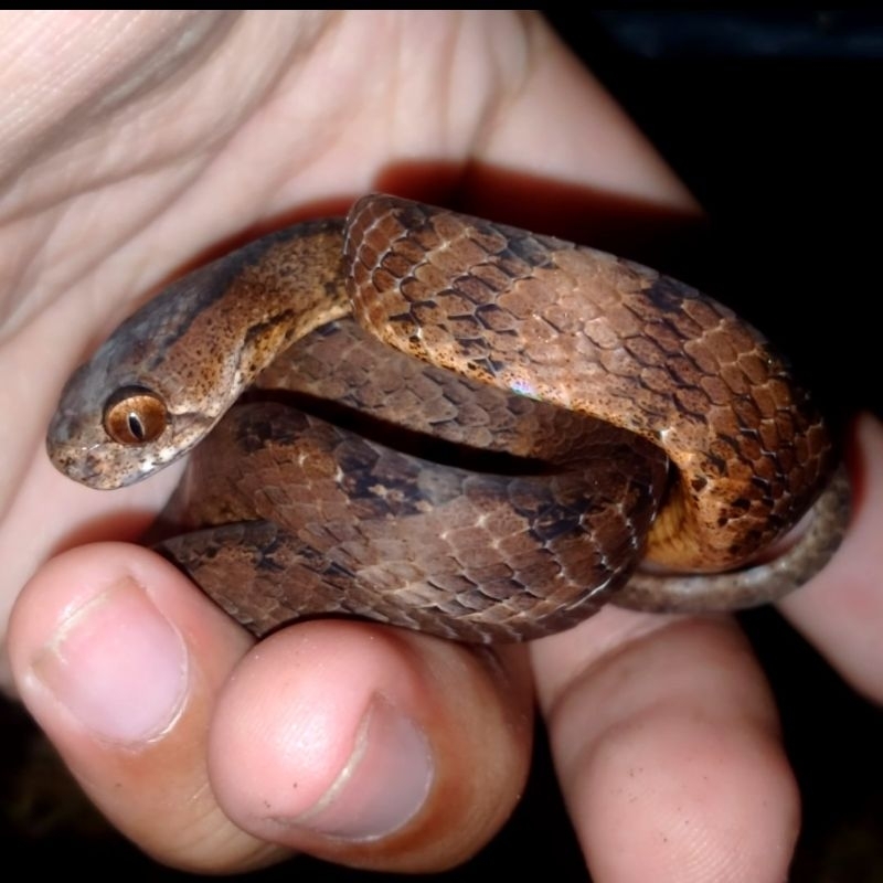 Jual Koleksi hobi pareas carinatus ular siput pemakan siput | Shopee ...
