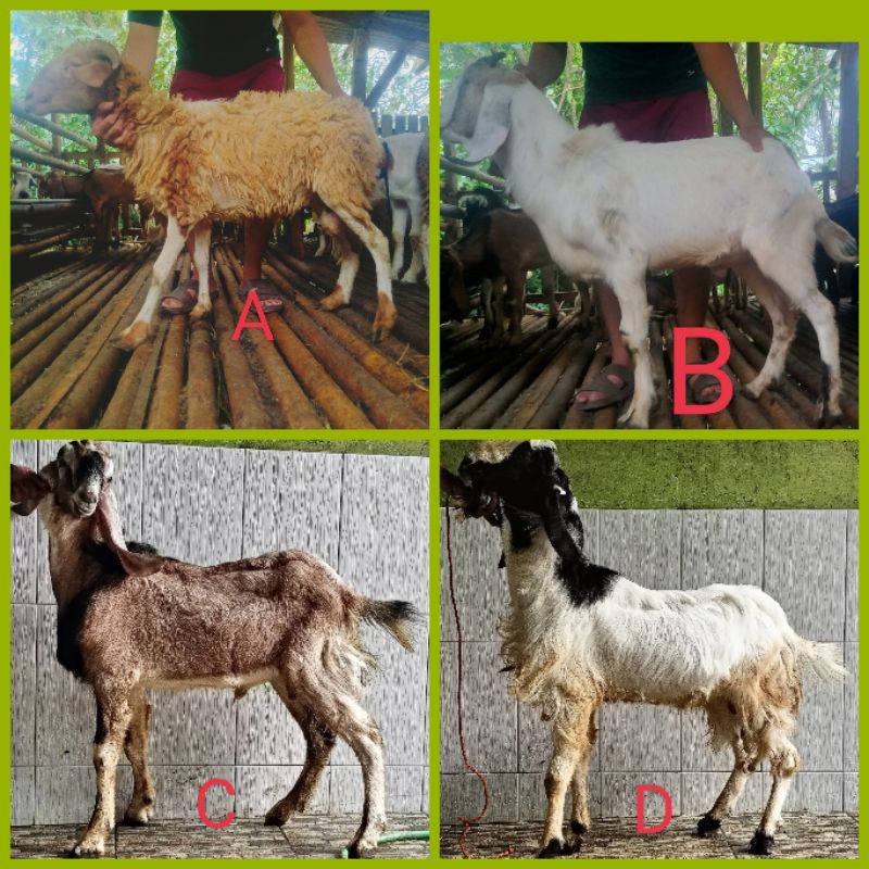 Jual KAMBING QURBAN DAN AQIQAH (JANTAN) | Shopee Indonesia