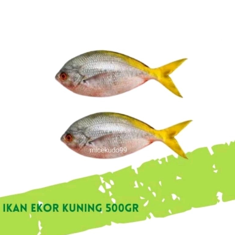Jual IKAN EKOR KUNING SEGAR FRESH BUKAN FROZEN IKAN AIR LAUT SEAFOOD ...