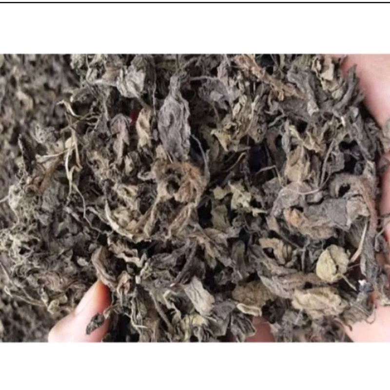 Jual Daun Janggelan/Cincau Hitam Kering 2kg | Shopee Indonesia