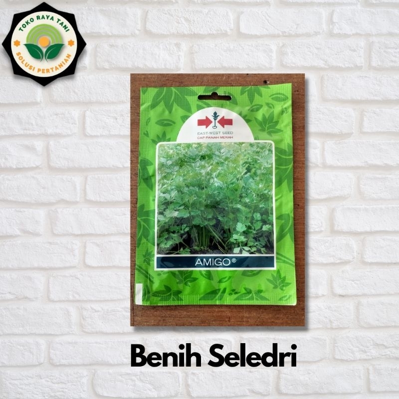 Jual benih seledri Daun SOP panah merah | Shopee Indonesia