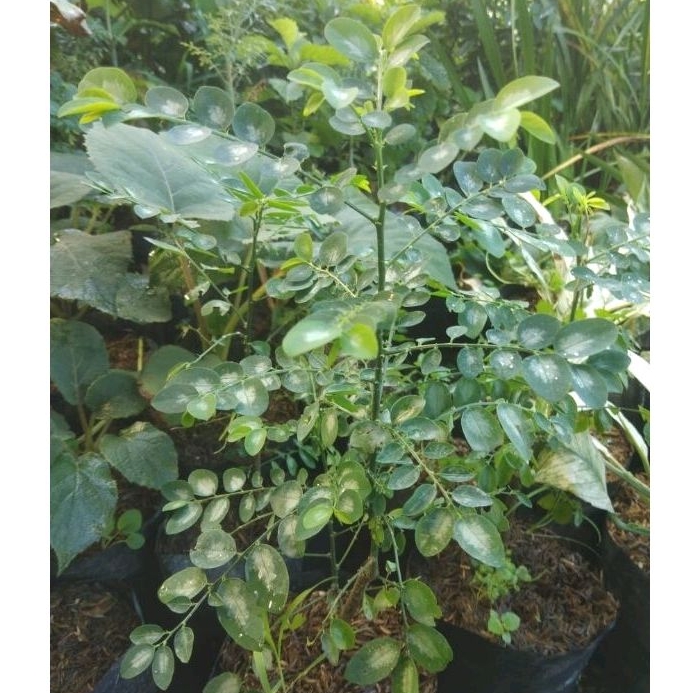 Jual Tanaman Daun Katuk (Sauropus Androgynus) / Katuk Herbal | Shopee ...