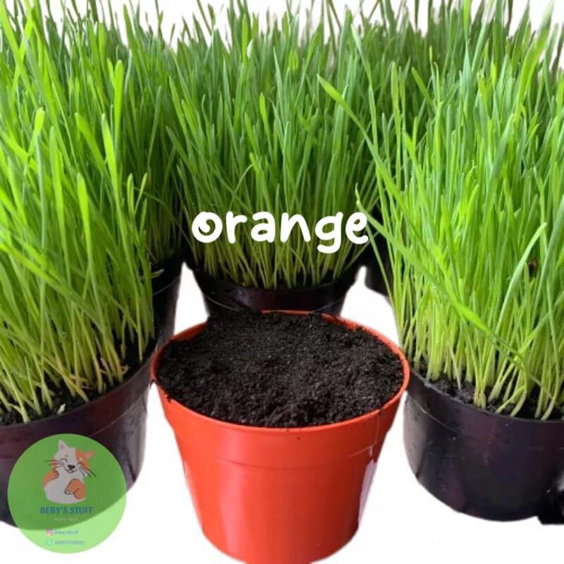 Jual PAKET DIY RUMPUT KUCING GANDUM LENGKAP SUDAH DISEMAI SIAP KONSUMSI ...