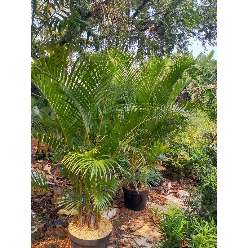 Jual palem kuning tinggi 2 meter, daun rimbun dan sehat | Shopee Indonesia