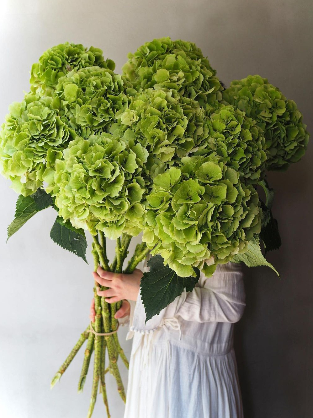 Jual 50 Benih Biji Bunga Hydrangea Import Green Matcha | Shopee Indonesia