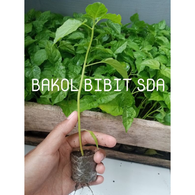Jual BIBIT CABE TERONG TOMAT TINGGI 15CM SIAP TANAM (minim order 10 ...