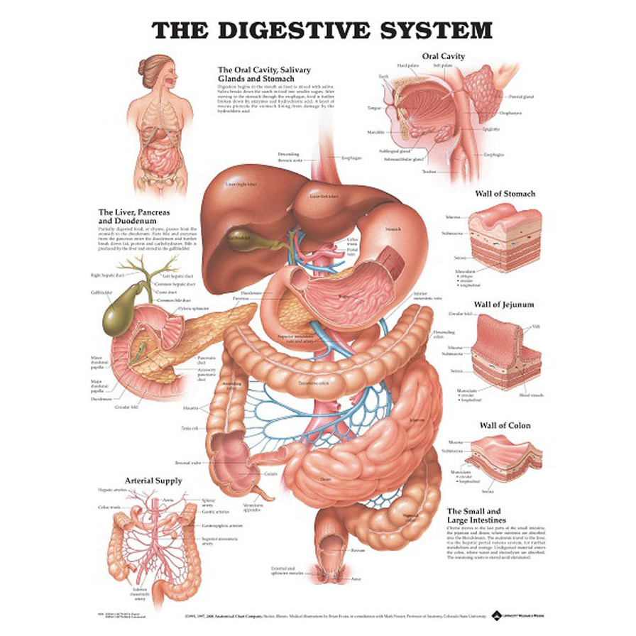 Jual Poster Chart 50 x 70 Sistem Anatomi/Anatomy System | Shopee Indonesia