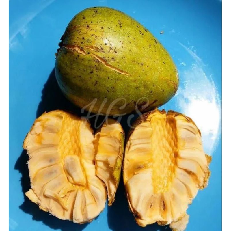 Jual SURSAK GUNUNG ATAU ANNONA MONTANA SIRSAK KUNING BUAH LANGKA ...