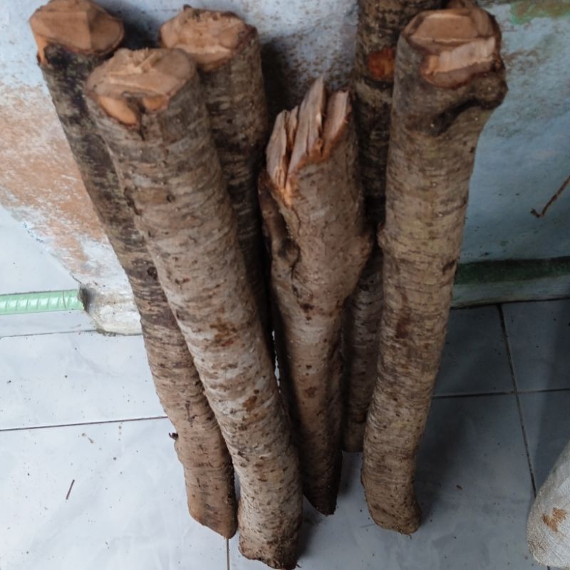 Jual Kayu Kaboa kayu Bertuah Asli Sancang/50 cm | Shopee Indonesia