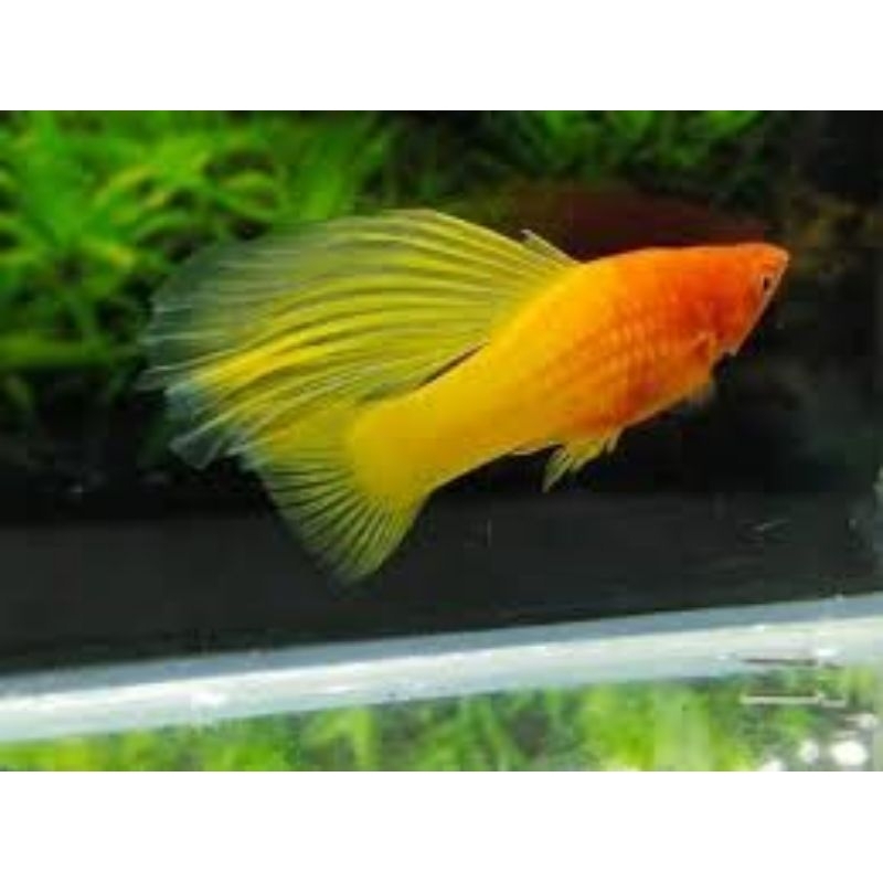 Jual variatus rubinose hifin / sunrise hifin | Shopee Indonesia