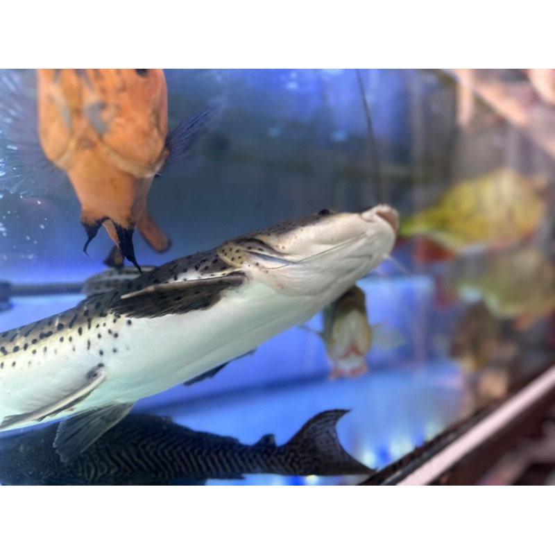 Jual Ikan Predator Leopard Red Tail Catfish JUMBO Lele Amazon - Nego ...