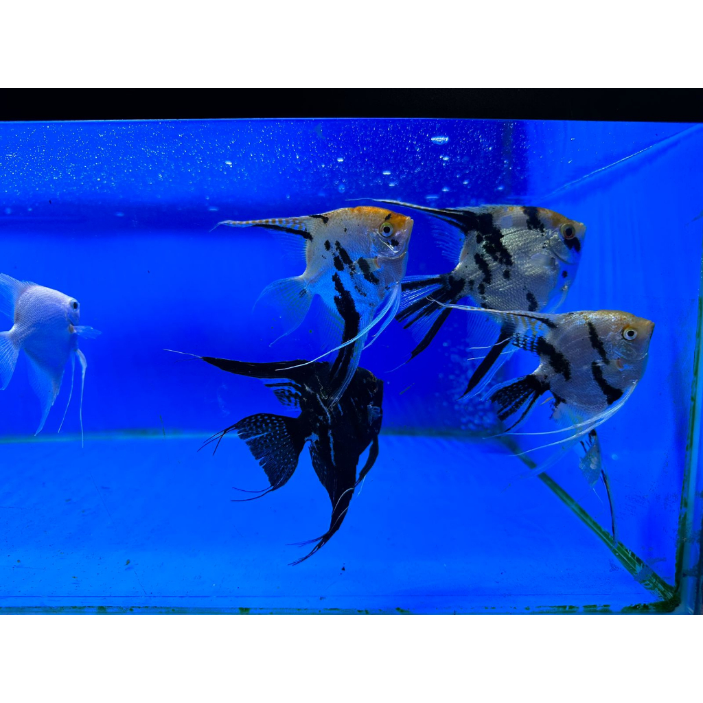 Jual Ikan Hias Menfish Altum Angel Fish | Shopee Indonesia