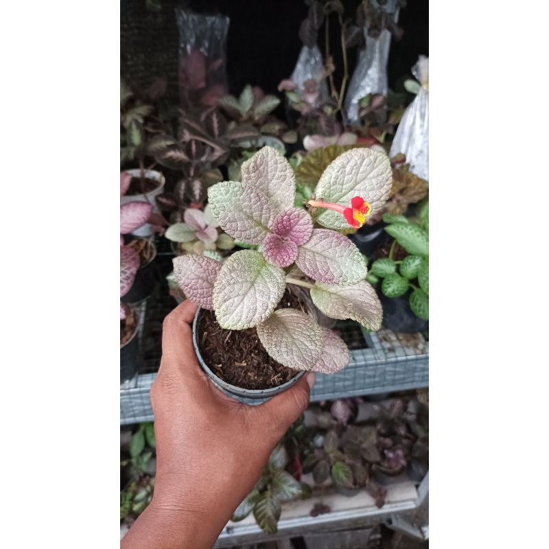 Jual Episcia Hybrid Rosemarry 2 (bunga merah dan oren) | Shopee Indonesia
