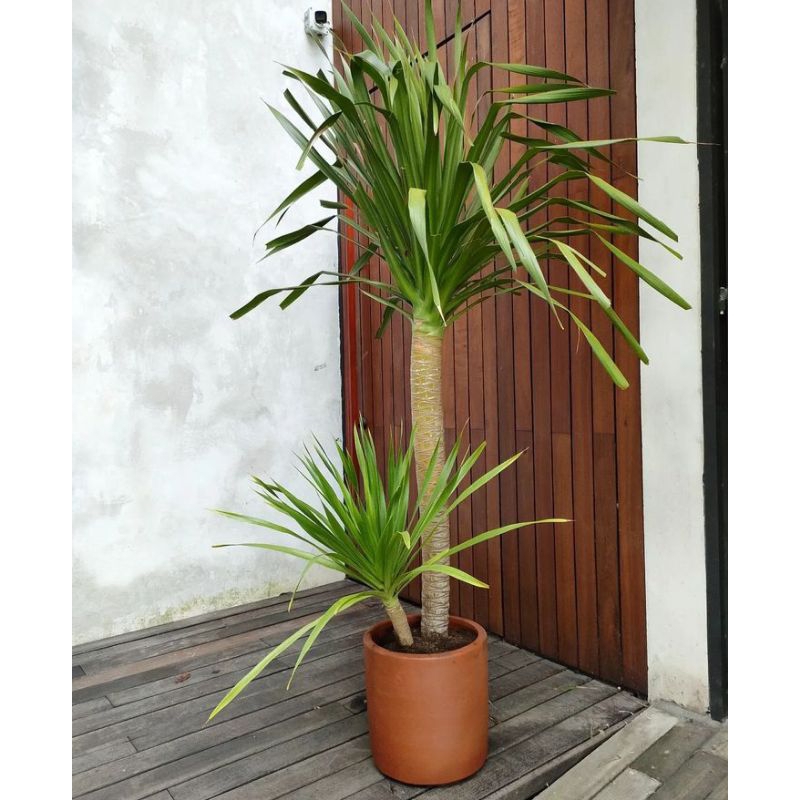 Jual Pandan Bali Ukuran 1 Meter | Shopee Indonesia