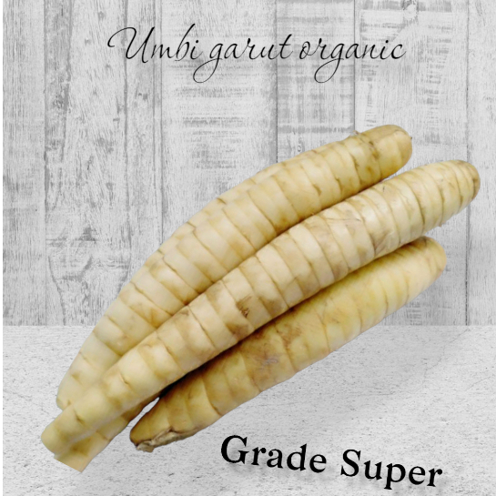 Jual ubi garut segar 1kg/UMBI GARUT/Sagu/irut/Umbi garut mentah | Shopee Indonesia