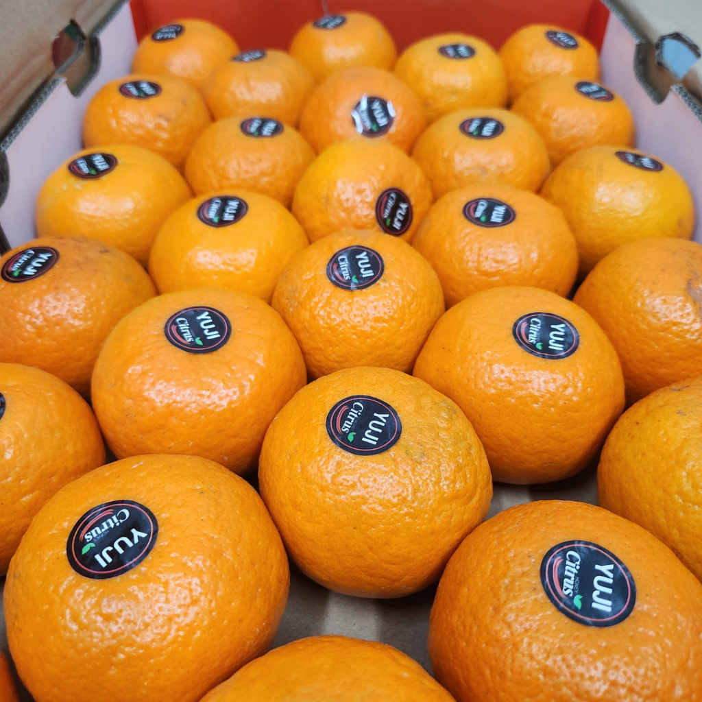 Jual Jeruk Mandarin Kupas Wokam / Wogan / Ponkam / Murcot Manis PREMIUM ...