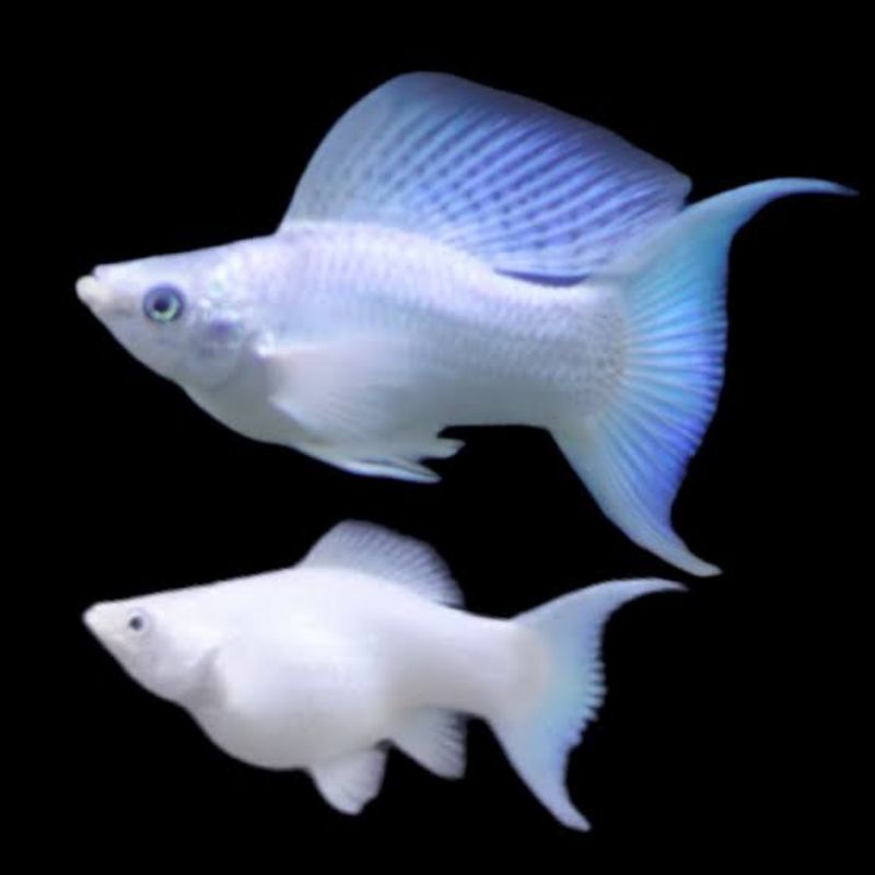 Jual Ikan hias Molly platinum (balon cagak/lyretail) | Shopee Indonesia