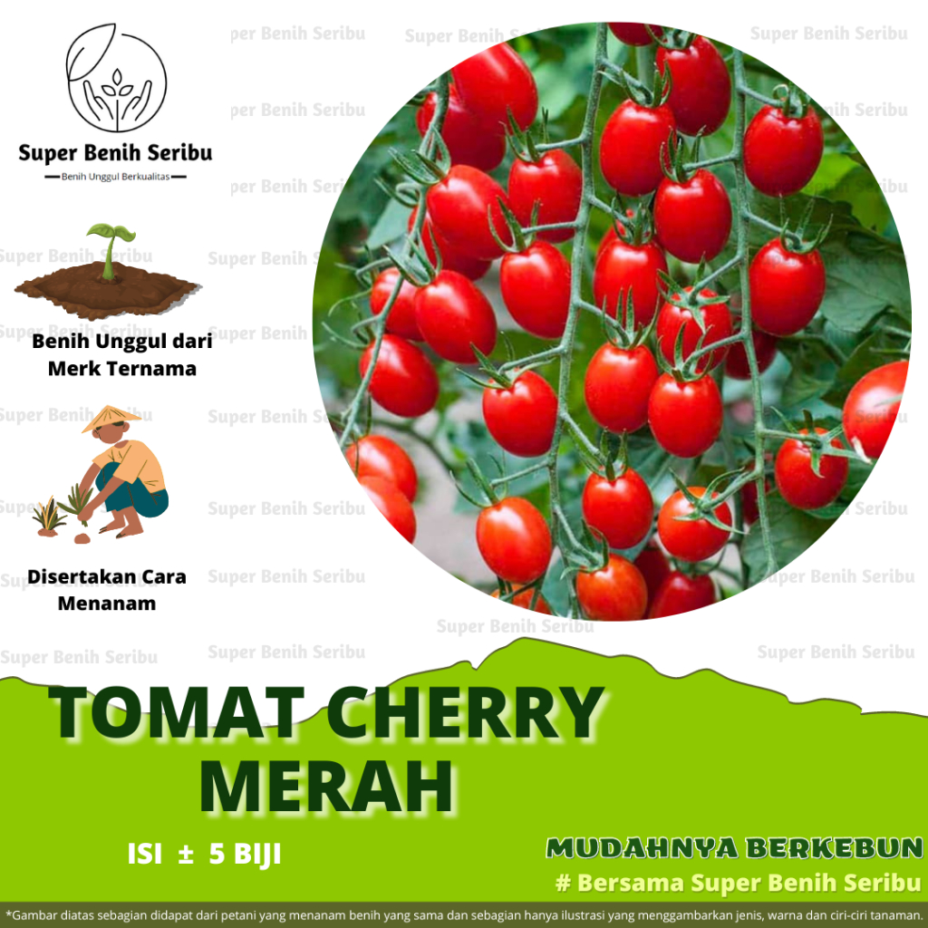Jual 5 Biji - Benih Tomat Cherry Merah benih unggul | Shopee Indonesia