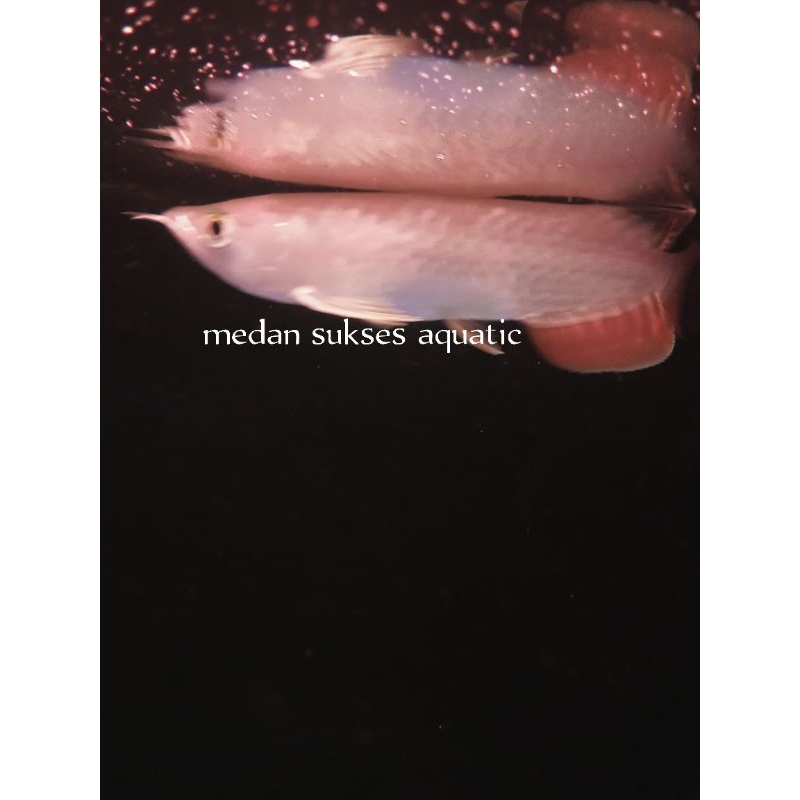 Jual Golden Red Aro / Red Tail Golden Arowana /ikan hias air Tawar ...