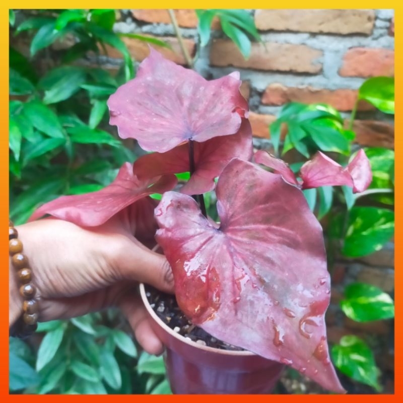 Jual Caladium Hybrid Merah Meronah Tanaman Hias Bunga Keladi Mirip ...