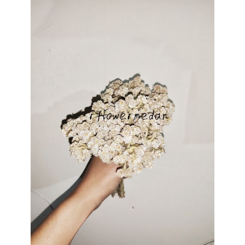 Jual Bunga edelweis / Bunga kering asli / Bunga abadi | Shopee Indonesia