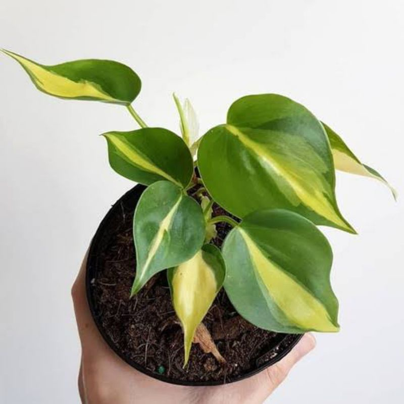 Jual Tanaman Hias Pot Gantung Sirigading Brazil Tanaman Hidup Sirih ...