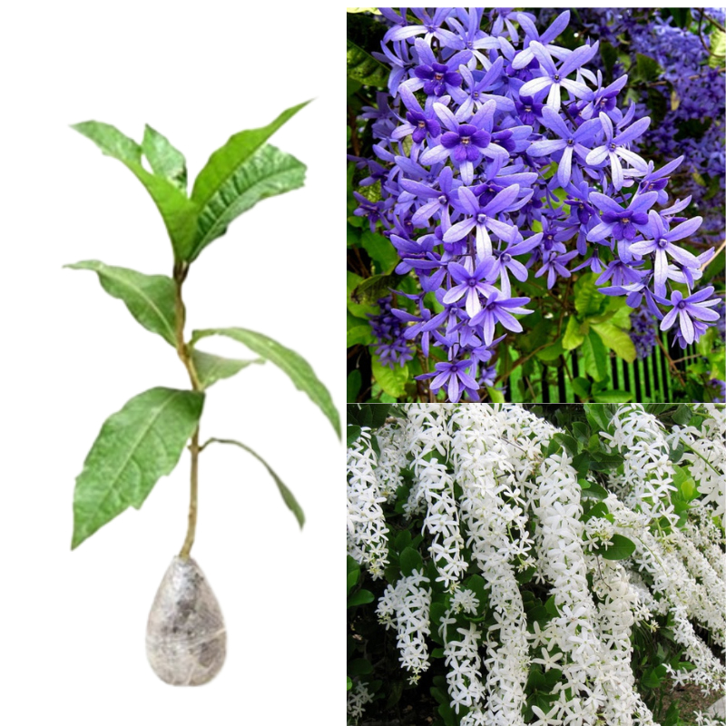 Jual Bunga Merambat Petrea - Tanaman Hias Merambat Bunga Petrea - Bunga ...