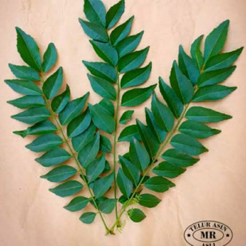 Jual daun kari atau salam koja segar | Shopee Indonesia