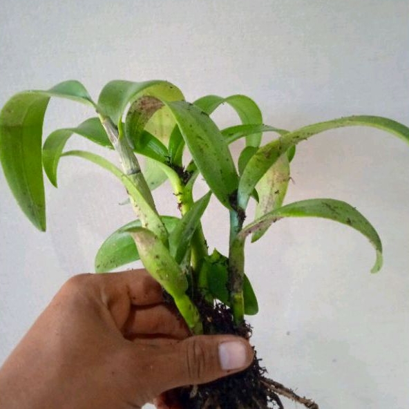 Jual Anggrek Dendrobium Bibit Bangkok (Thailand) | Shopee Indonesia