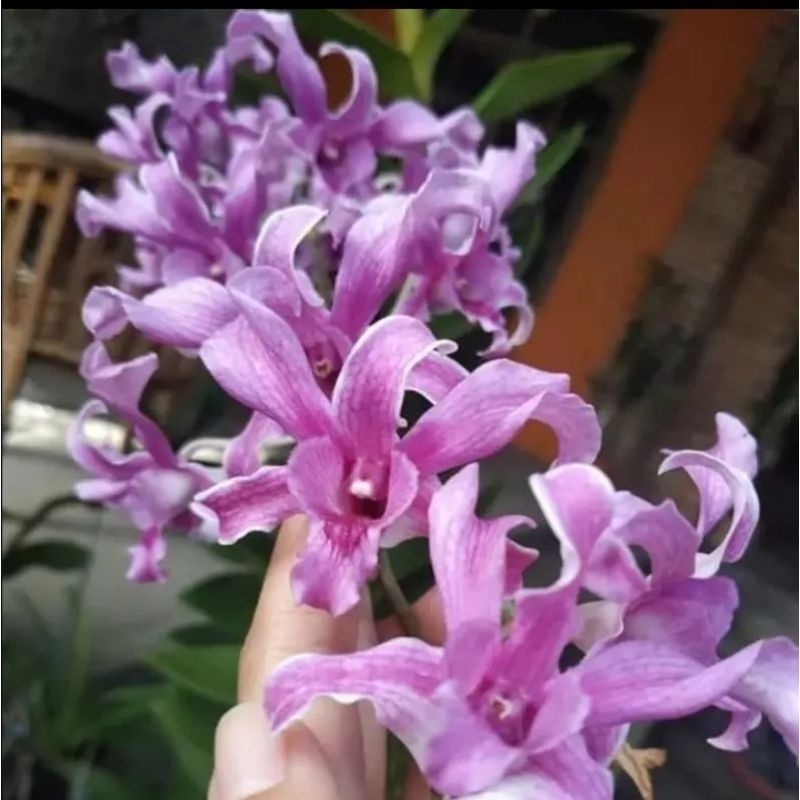 Jual Tanaman hias anggrek dendrobium jadul super bins | Shopee Indonesia