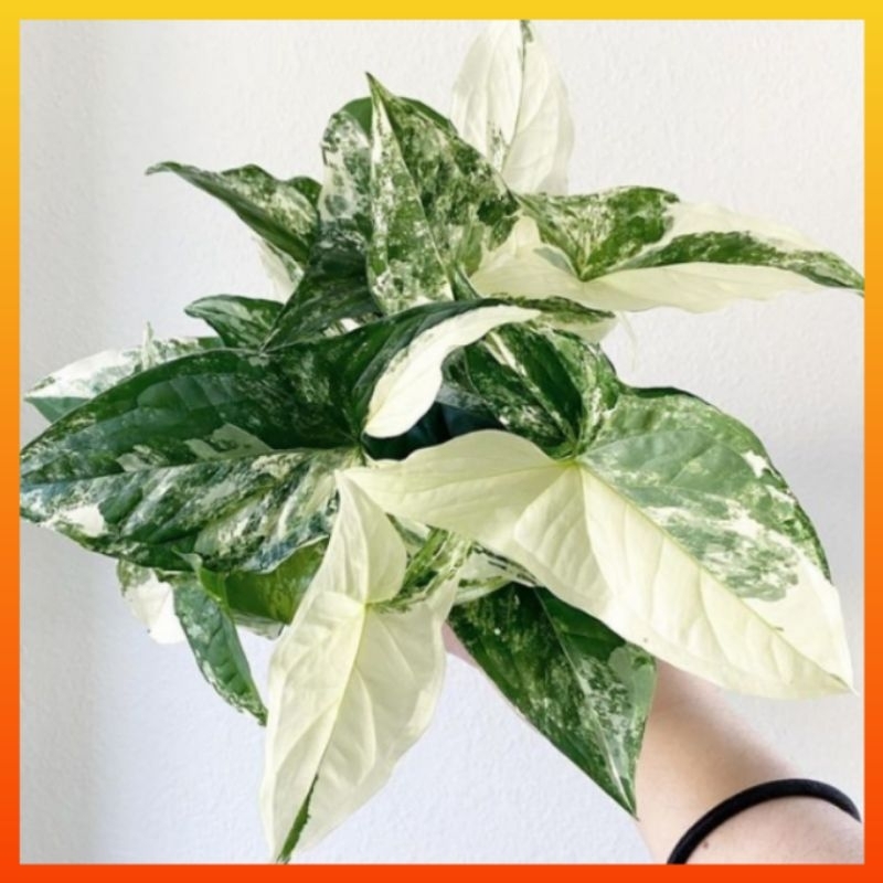 Jual Tanaman Hias Syngonium Albo Variegata Bunga Singonium Varigata ...