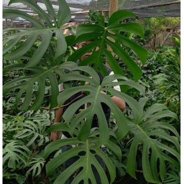 Jual Monstera Brazilian Form | Shopee Indonesia