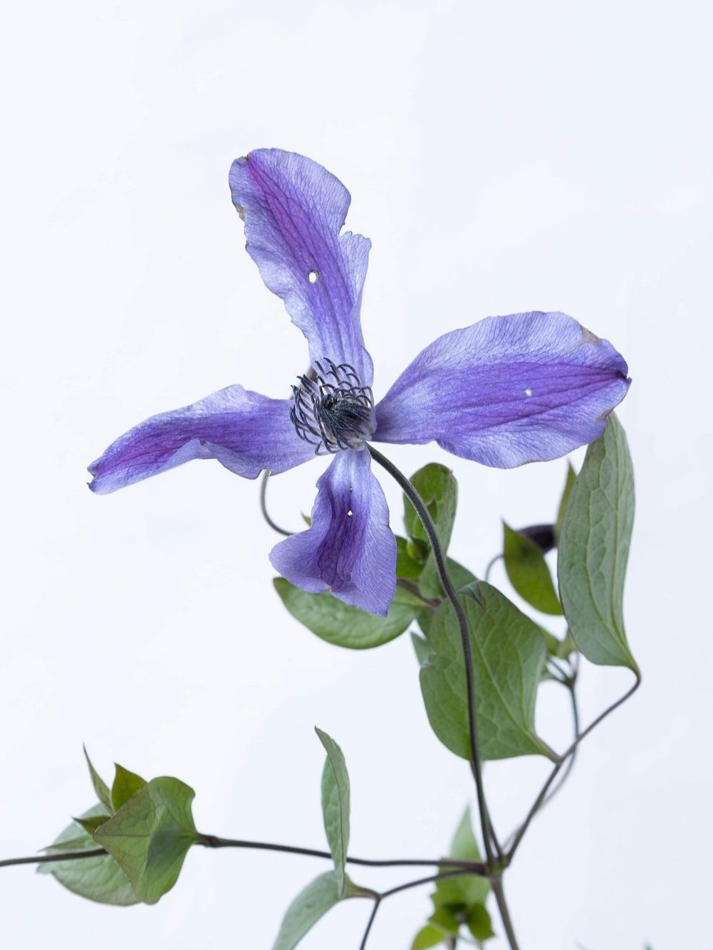 Jual 25 Benih Biji Bunga Clematis Import Ryuan | Shopee Indonesia